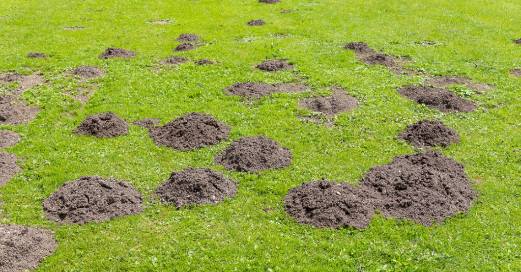 Is Artificial Turf a Solution for Pest and Insect Control? - SYNLawn ...